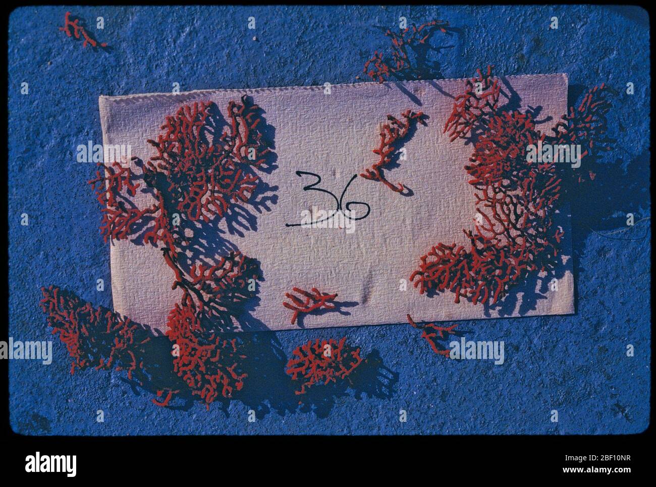 Leptogorgia sp. 14 Jan 2013361 Stock Photo - Alamy