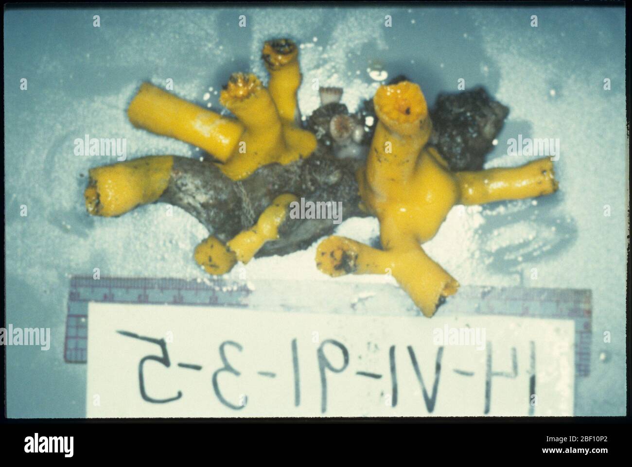 Dendrophyllia cornigera hi-res stock photography and images - Alamy