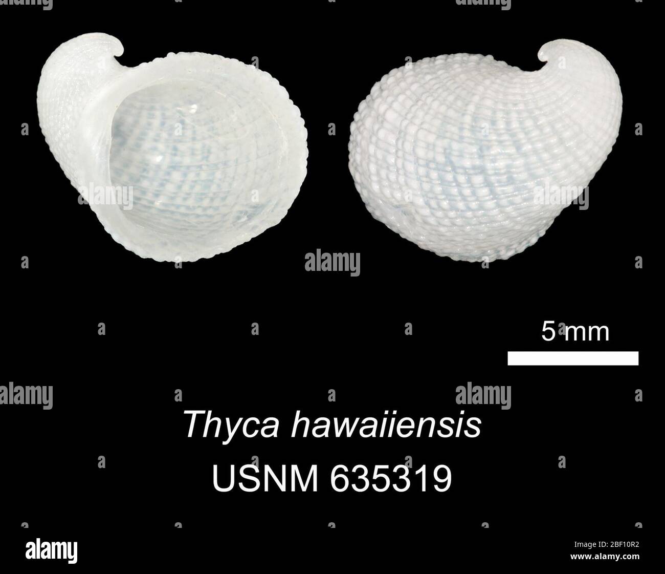 Hawaiiensis High Resolution Stock Photography and Images - Alamy