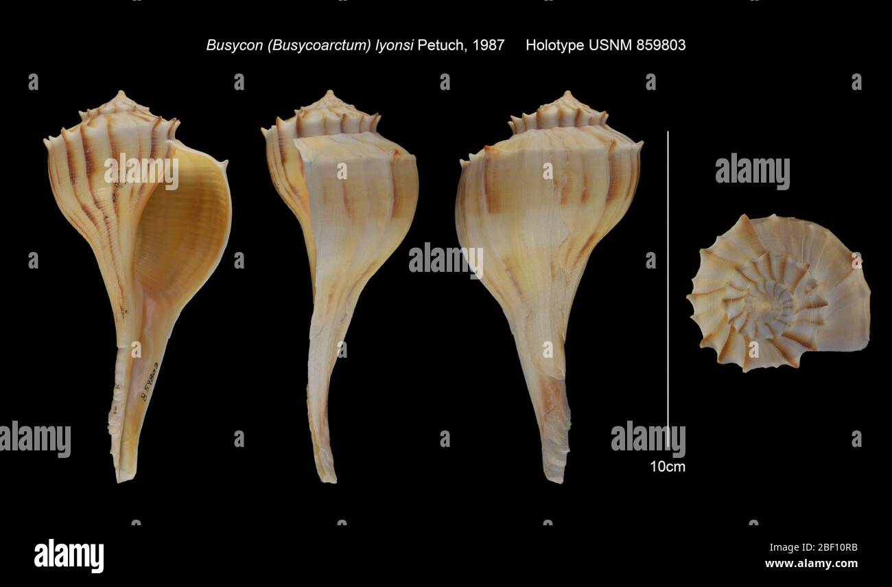 Busycon Busycoarctum lyonsi. 21 Apr 20171 Stock Photo - Alamy