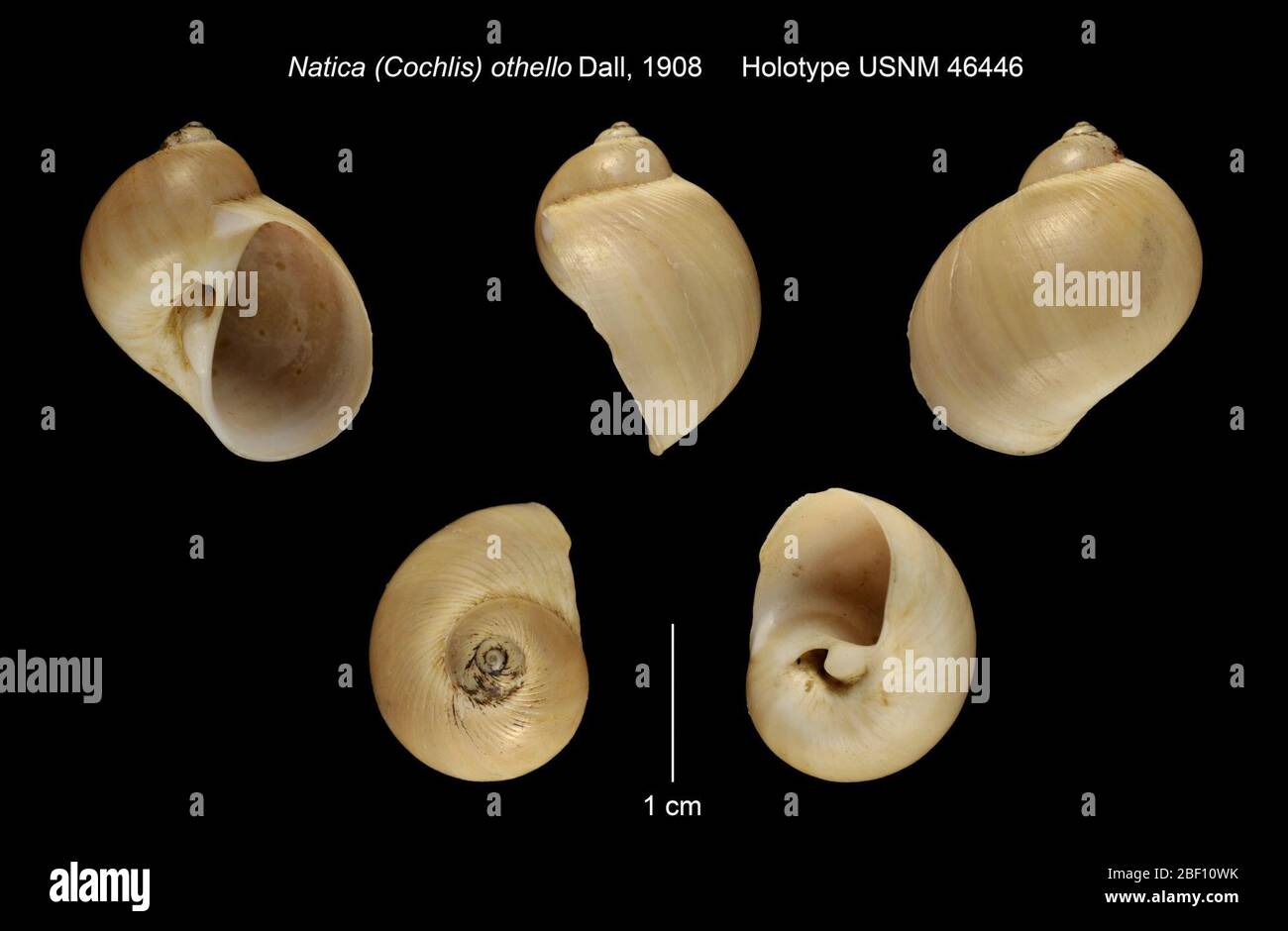 Natica hi-res stock photography and images - Alamy