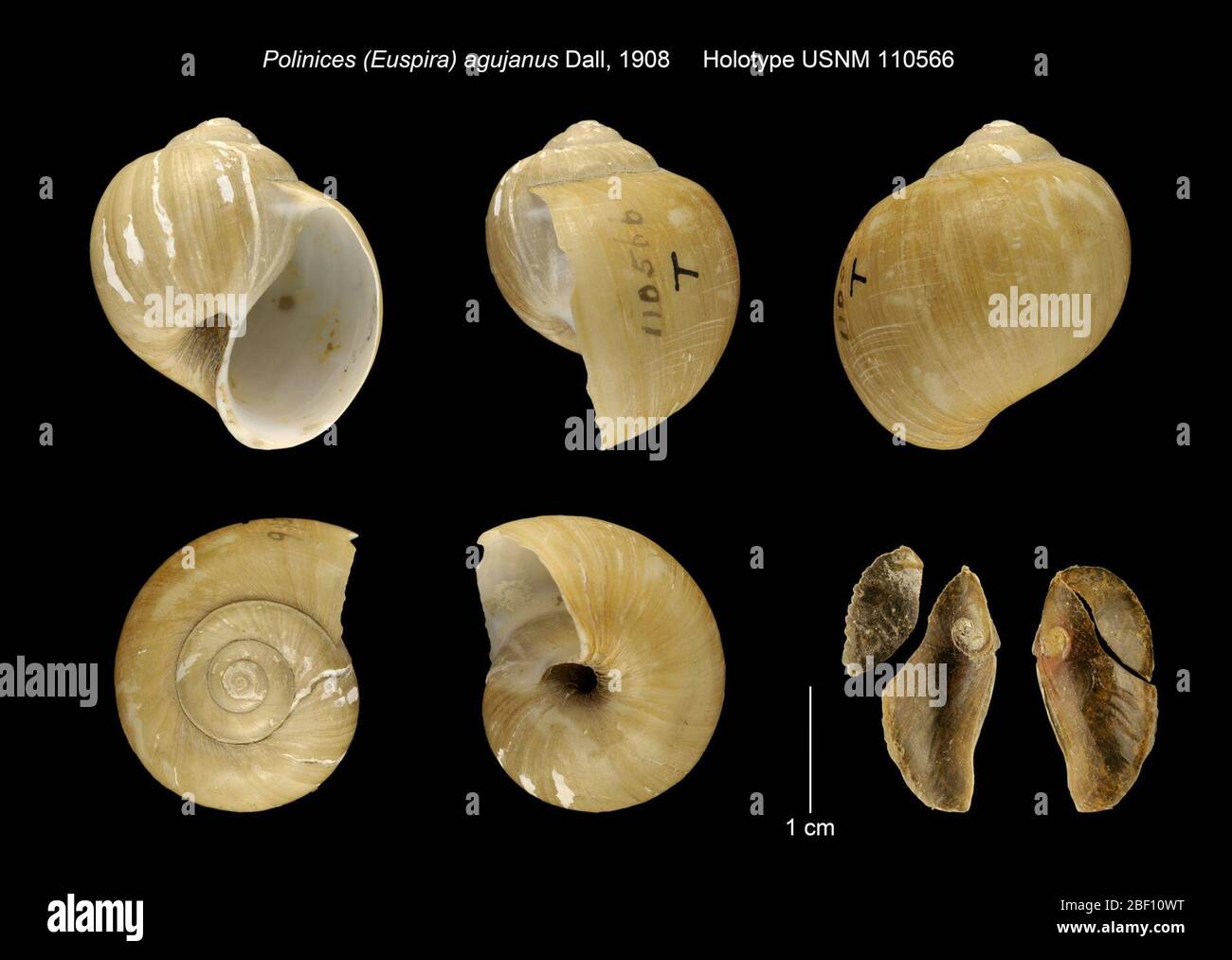 Polinices hi-res stock photography and images - Alamy