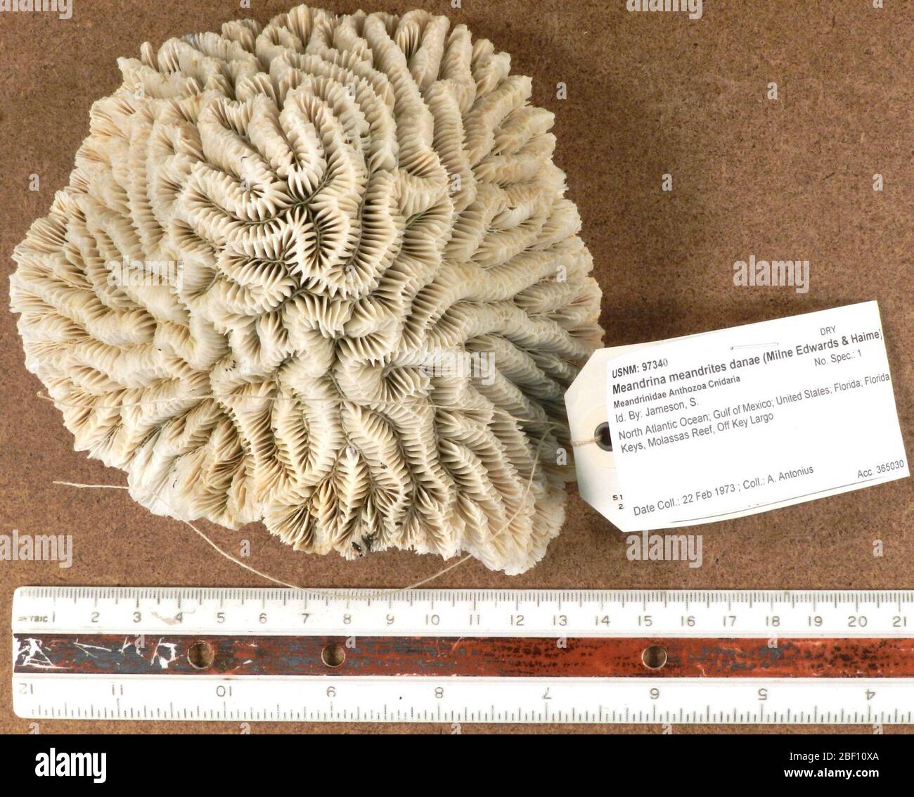 Meandrina hi-res stock photography and images - Alamy