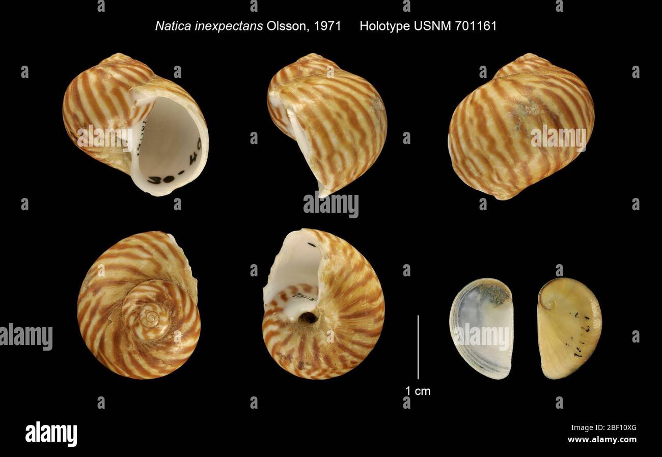 Natica hi-res stock photography and images - Alamy