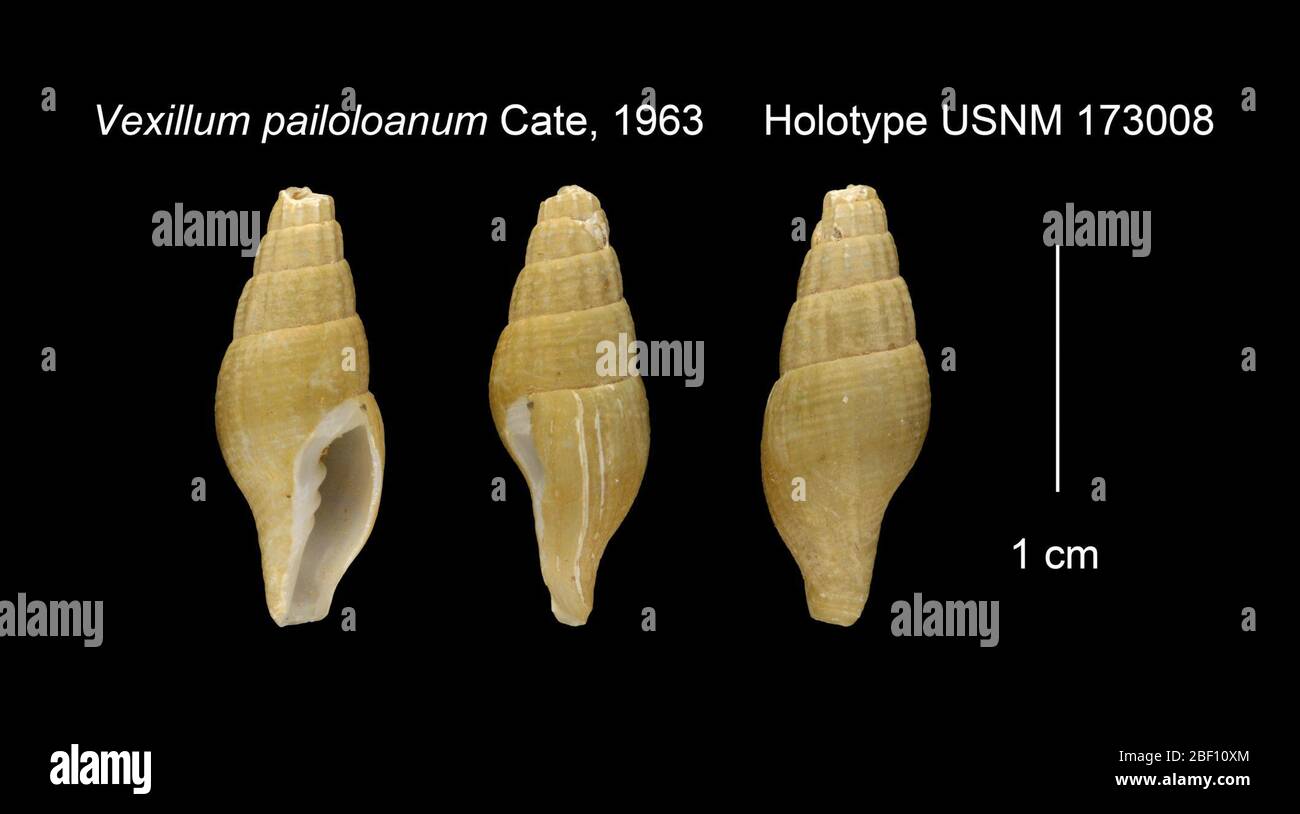 Vexillum hi-res stock photography and images - Alamy
