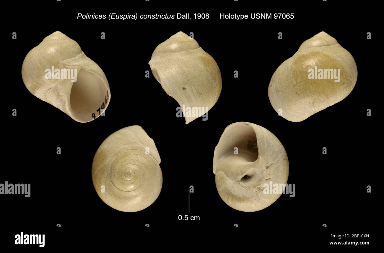 Polinices hi-res stock photography and images - Alamy