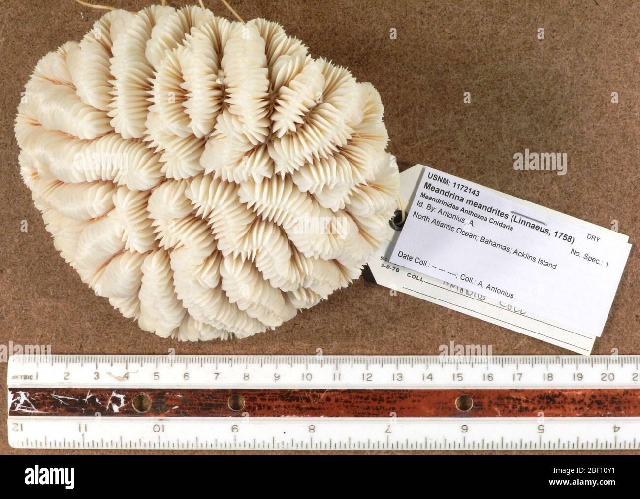 Meandrina hi-res stock photography and images - Alamy