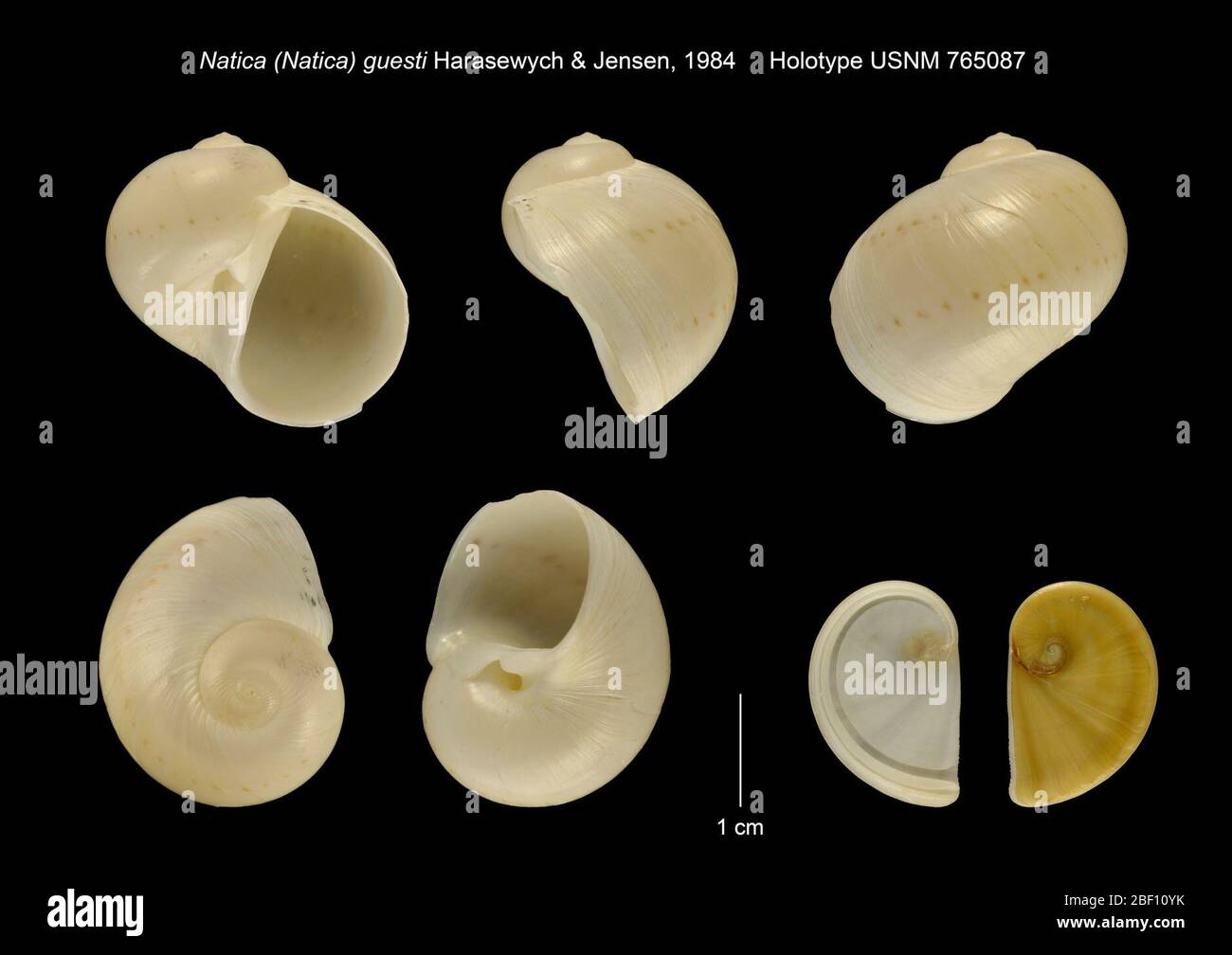 Natica hi-res stock photography and images - Alamy