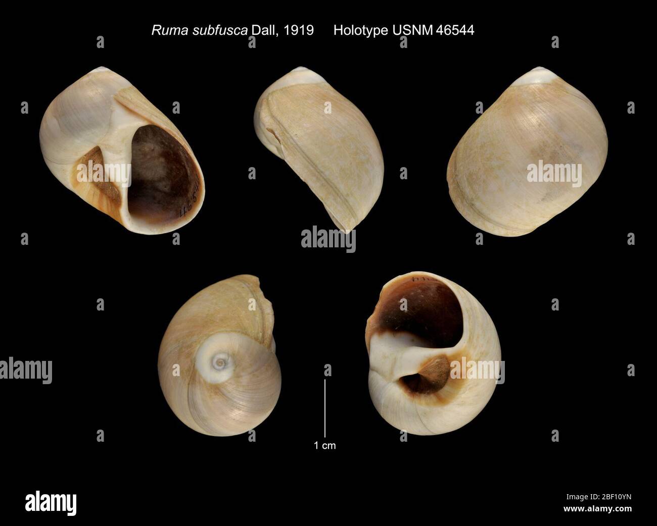 Ruma subfusca. 20 Jan 20161 Stock Photo - Alamy