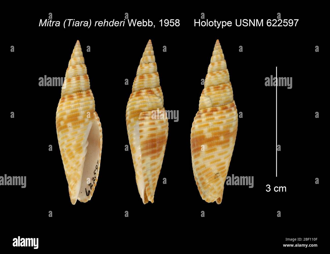 Shell tiara hi-res stock photography and images - Alamy