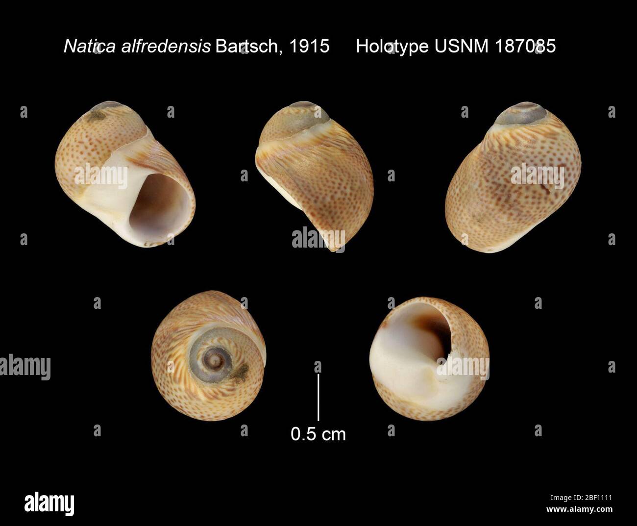 Natica hi-res stock photography and images - Alamy