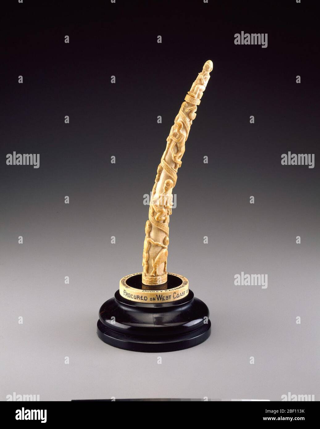 Tusk. This ivory tusk, collected in 1861, is an example of an important ...