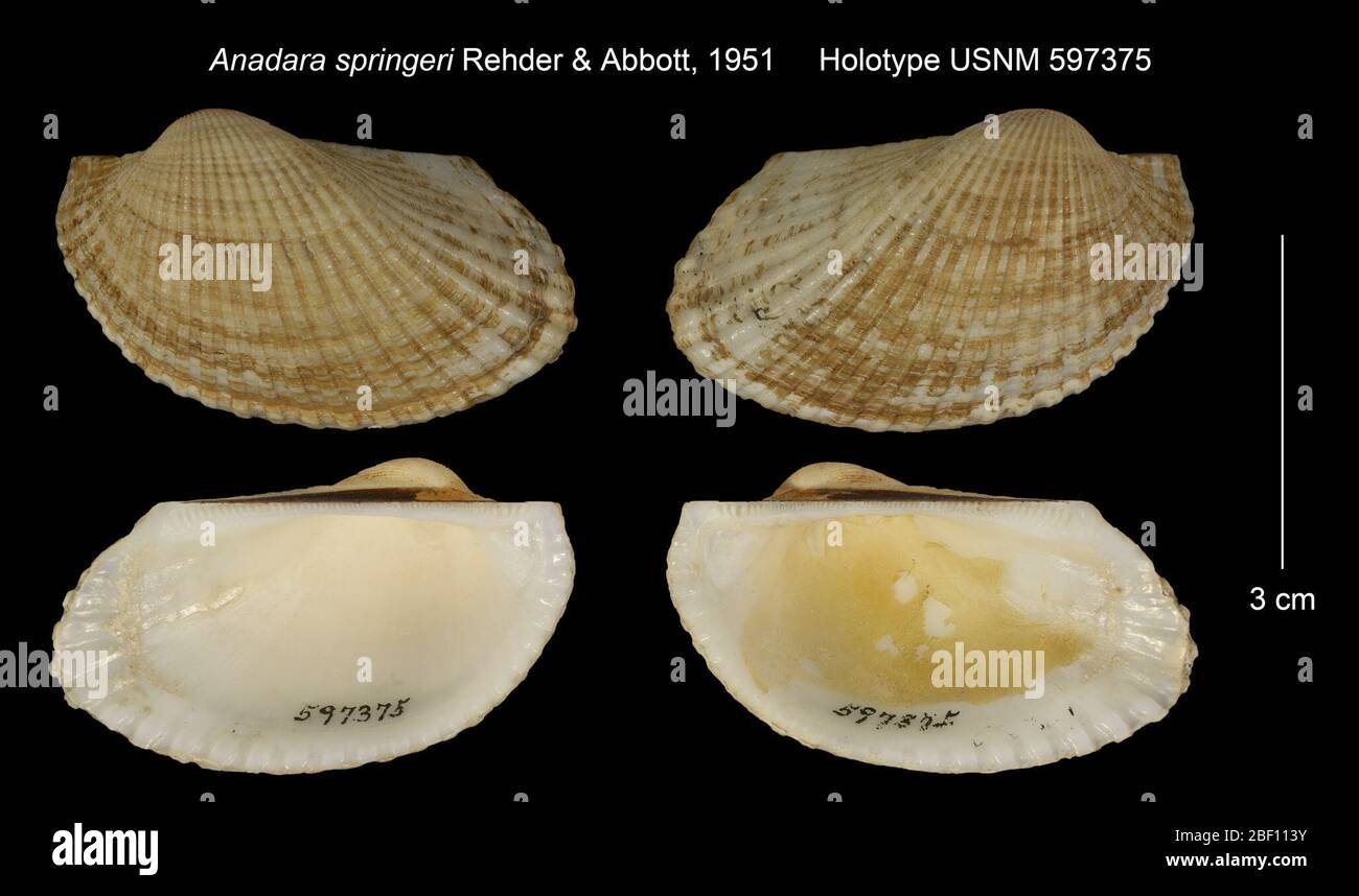 Anadara hi-res stock photography and images - Alamy