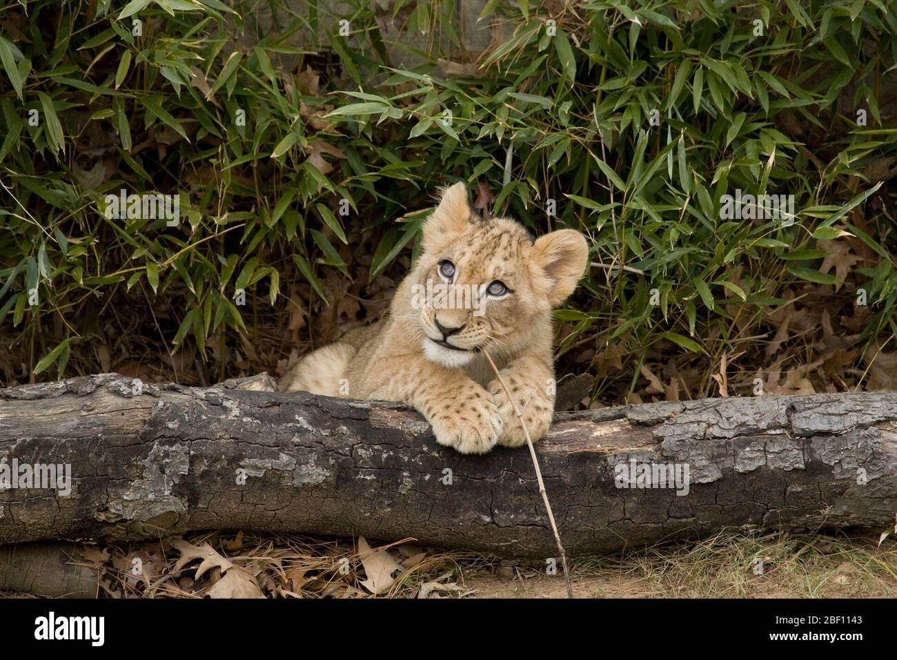African Lion. Species: leo,Genus: Panthera,Family: Felidae,Order ...