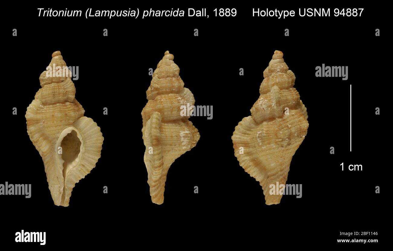 Tritonium Lampusia pharcida. 17 May 20172931 Stock Photo - Alamy