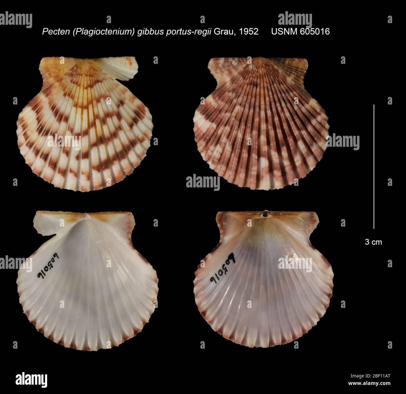Pecten Plagioctenium gibbus portusregii. 20 Jan 20161 Stock Photo - Alamy