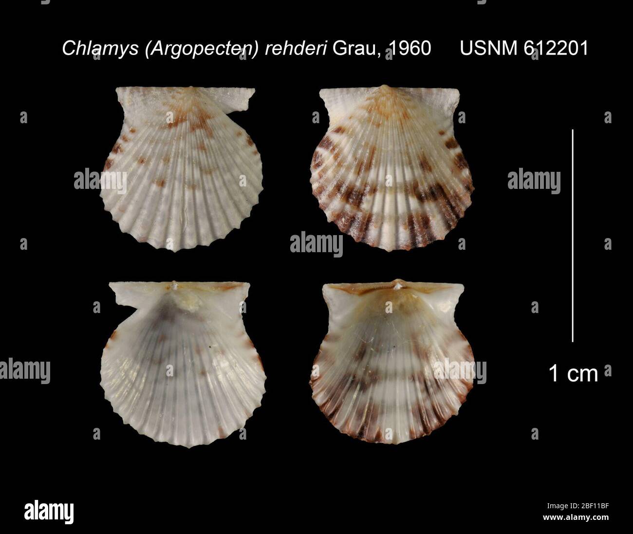 Argopecten hi-res stock photography and images - Alamy