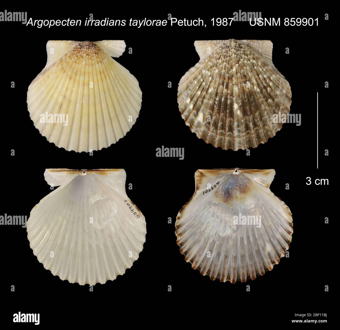 Argopecten irradians hi-res stock photography and images - Alamy
