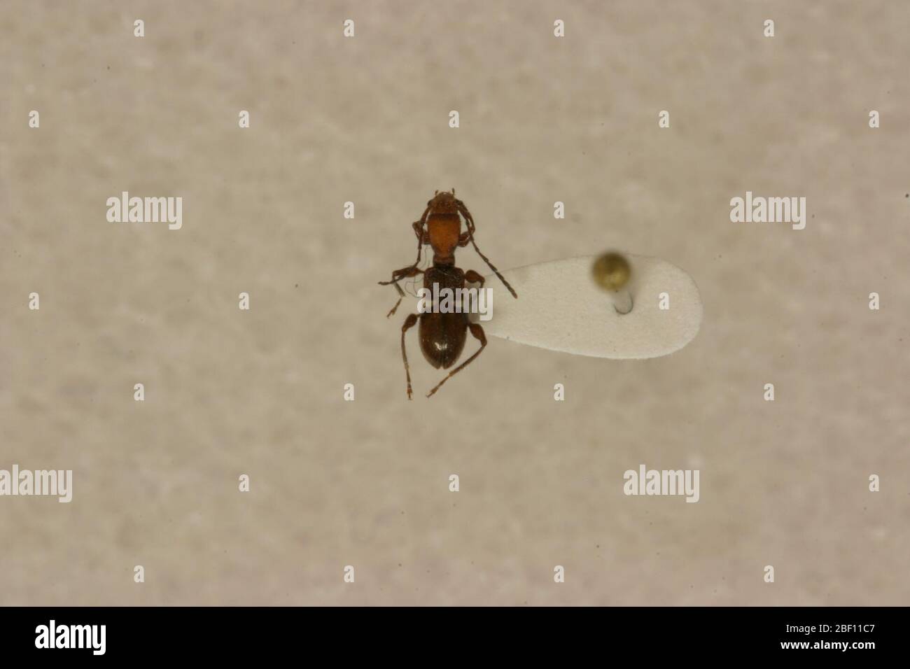 Baoruco hi-res stock photography and images - Alamy