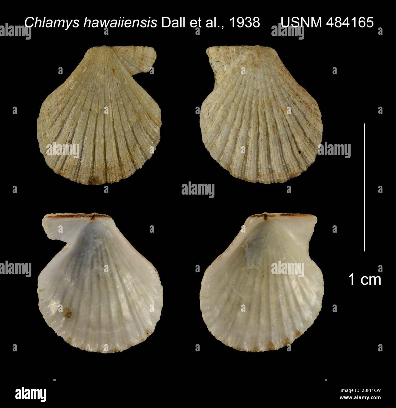 Hawaiiensis hi-res stock photography and images - Alamy