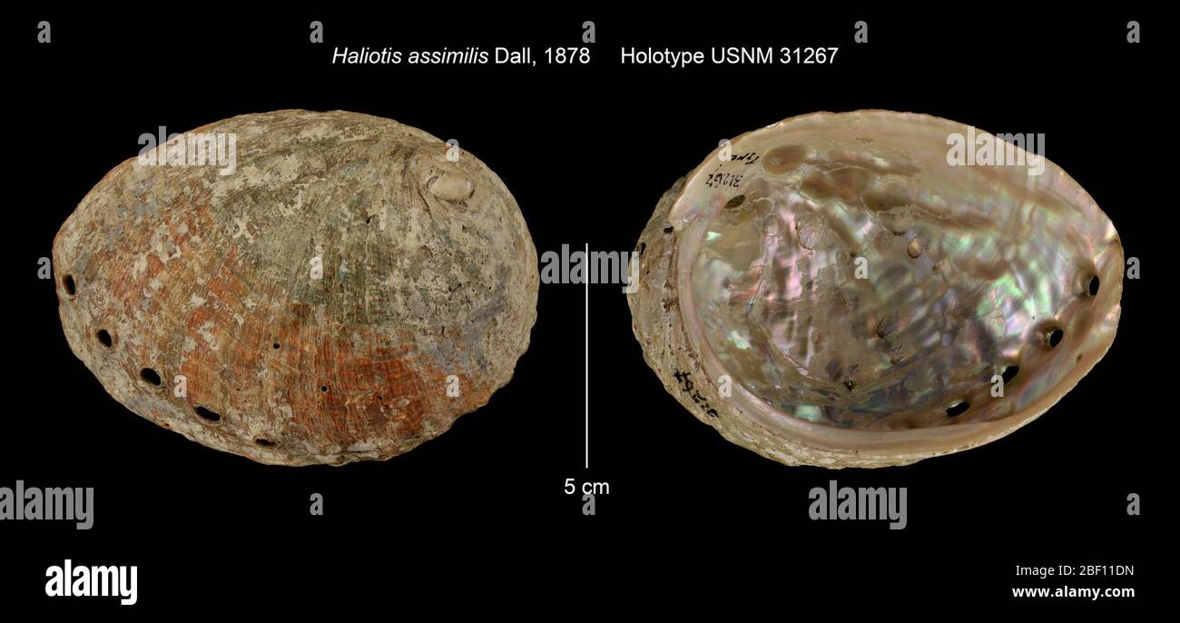 Abalone species hi-res stock photography and images - Alamy