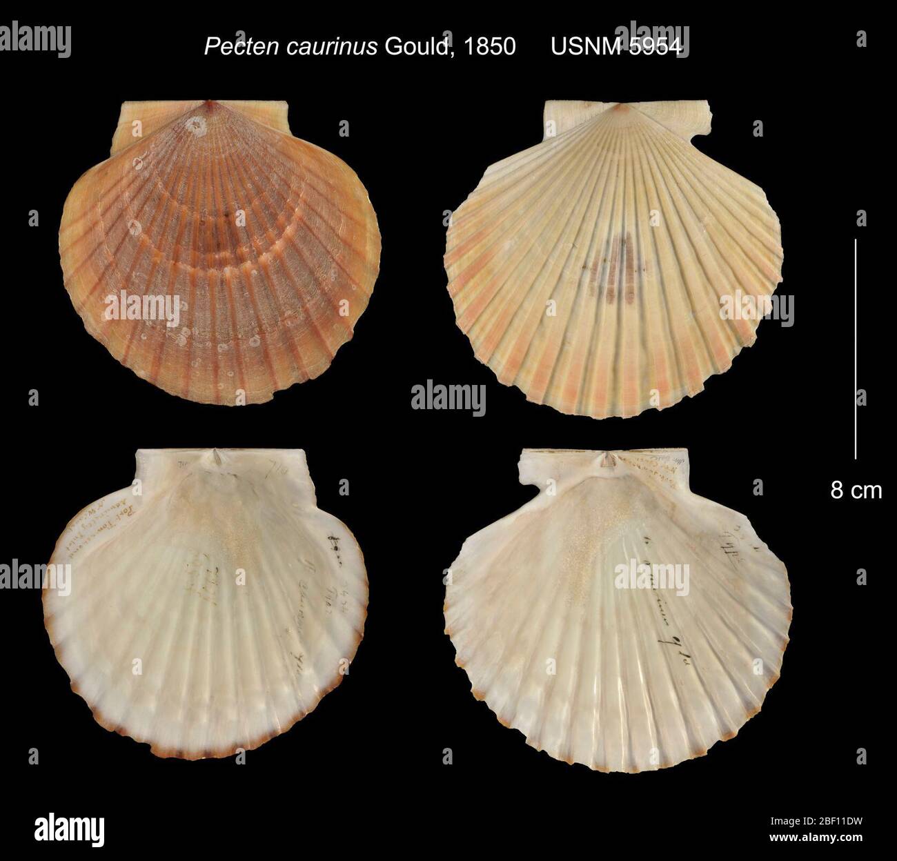 Pecten caurinus. 20 Jan 20161 Stock Photo - Alamy