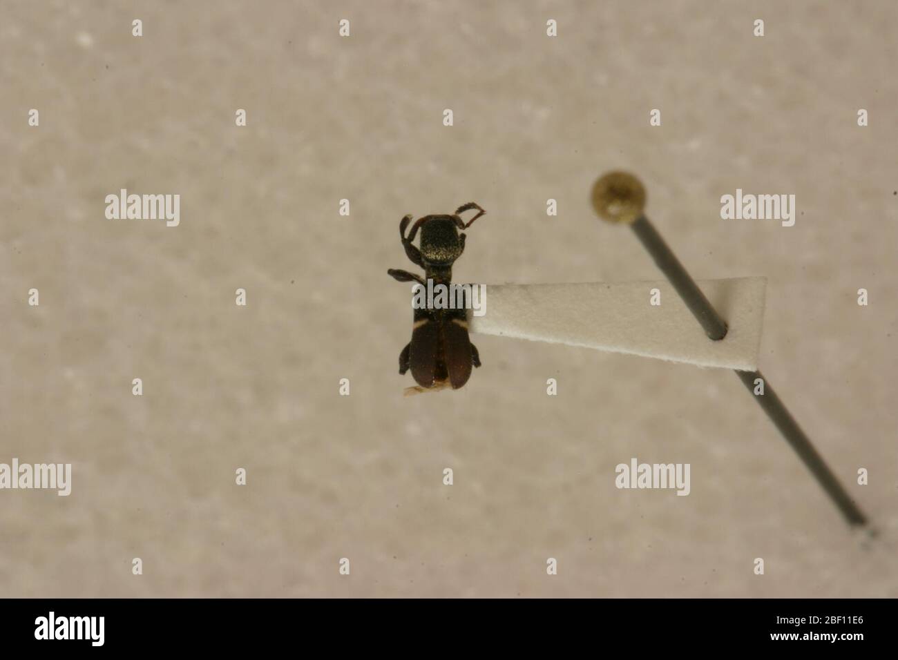 Formicaria High Resolution Stock Photography and Images - Alamy