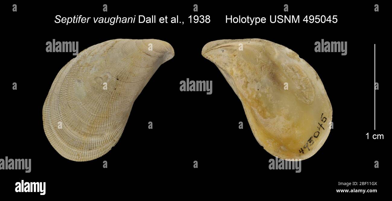 Septifer hi-res stock photography and images - Alamy