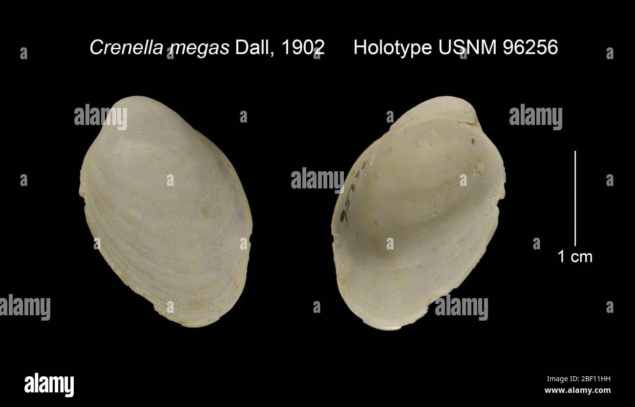 The megas hi-res stock photography and images - Alamy