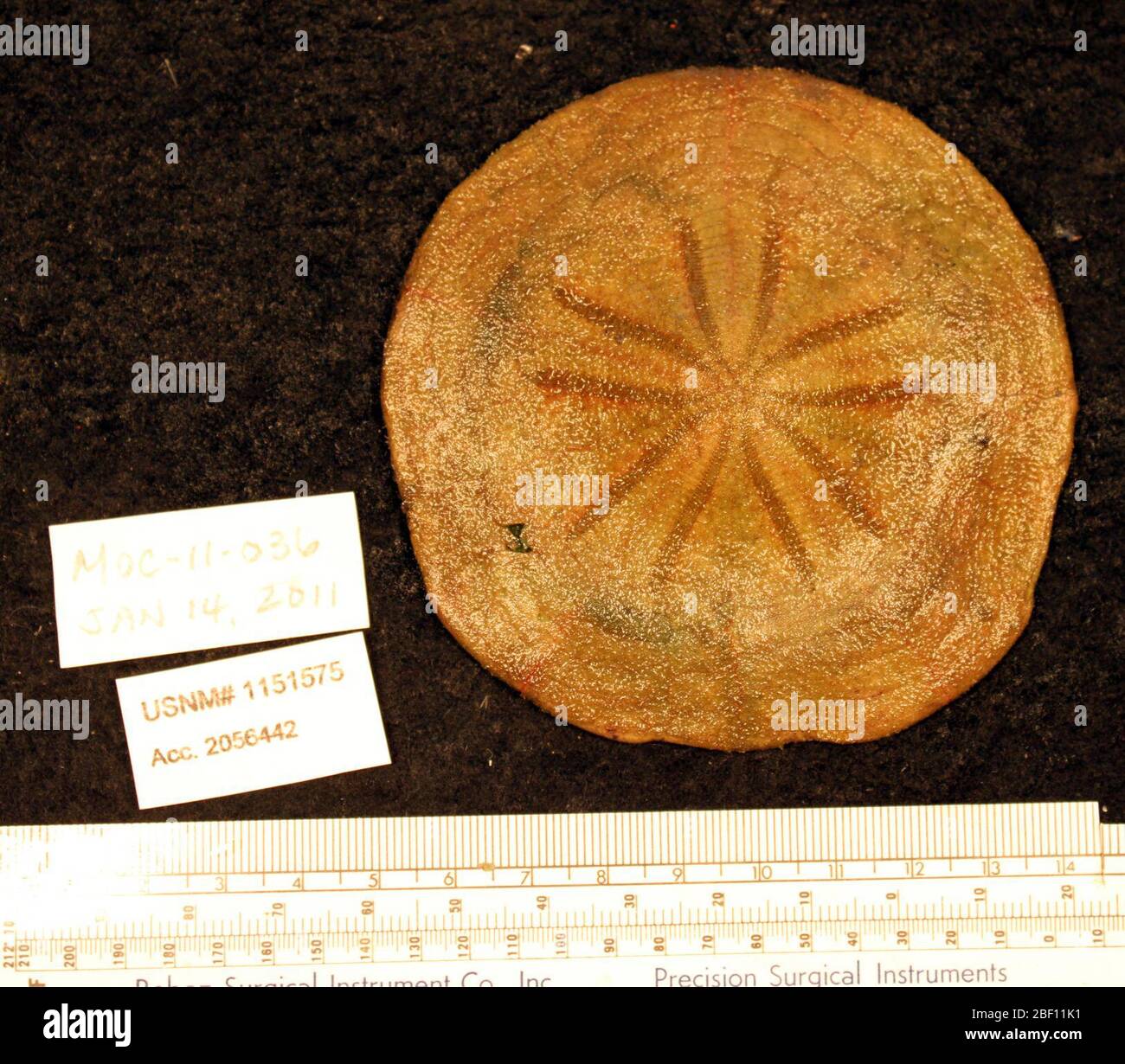 Clypeaster hi-res stock photography and images - Alamy