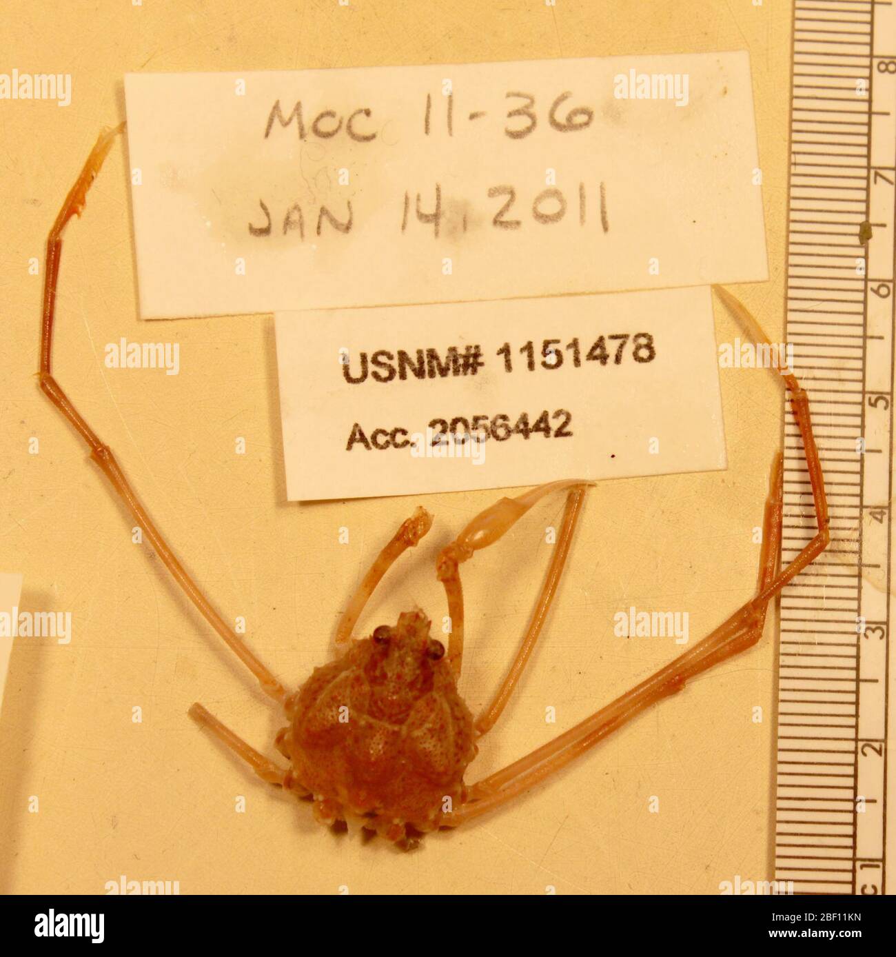 Pyromaia tuberculata. 15 Jan 2013MOC 11-361 Stock Photo - Alamy