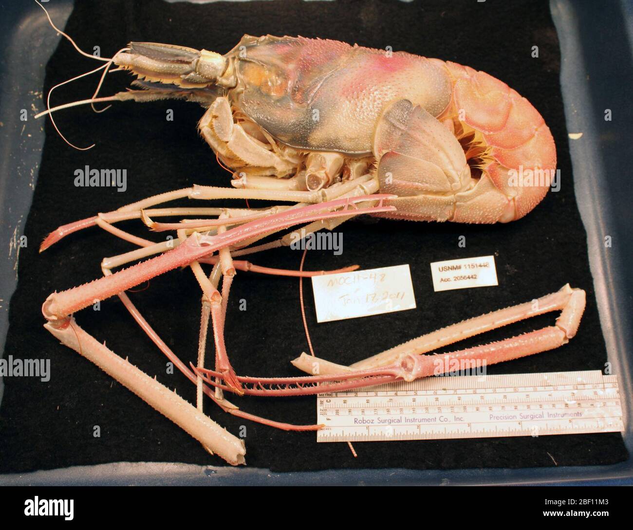 Caeca hi-res stock photography and images - Alamy