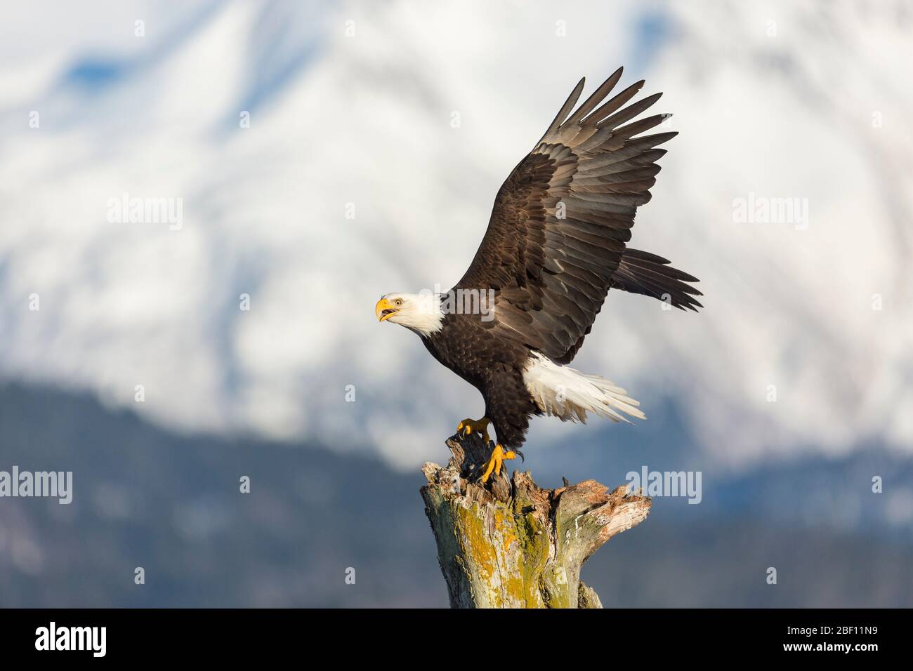 Screaming eagle hi-res stock photography and images - Alamy