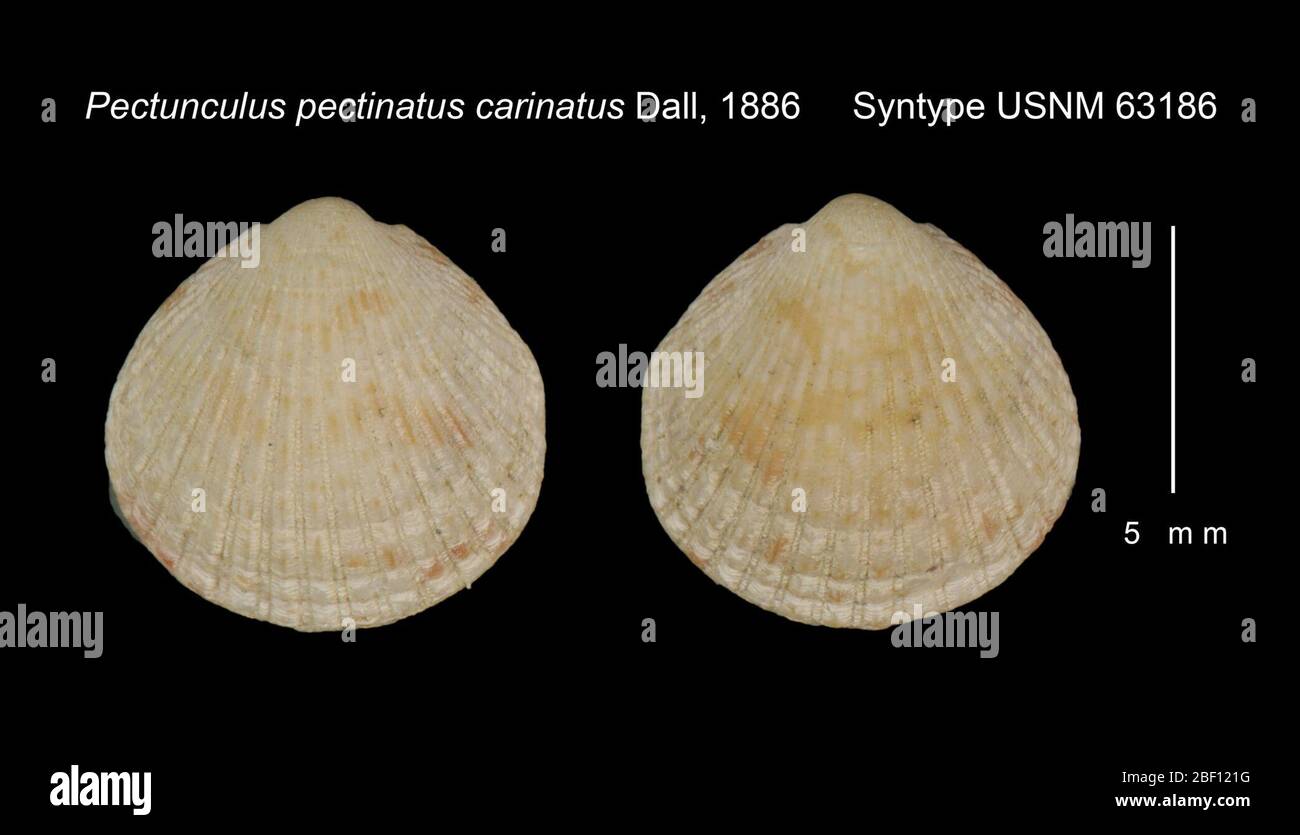 Pectunculus hi-res stock photography and images - Alamy