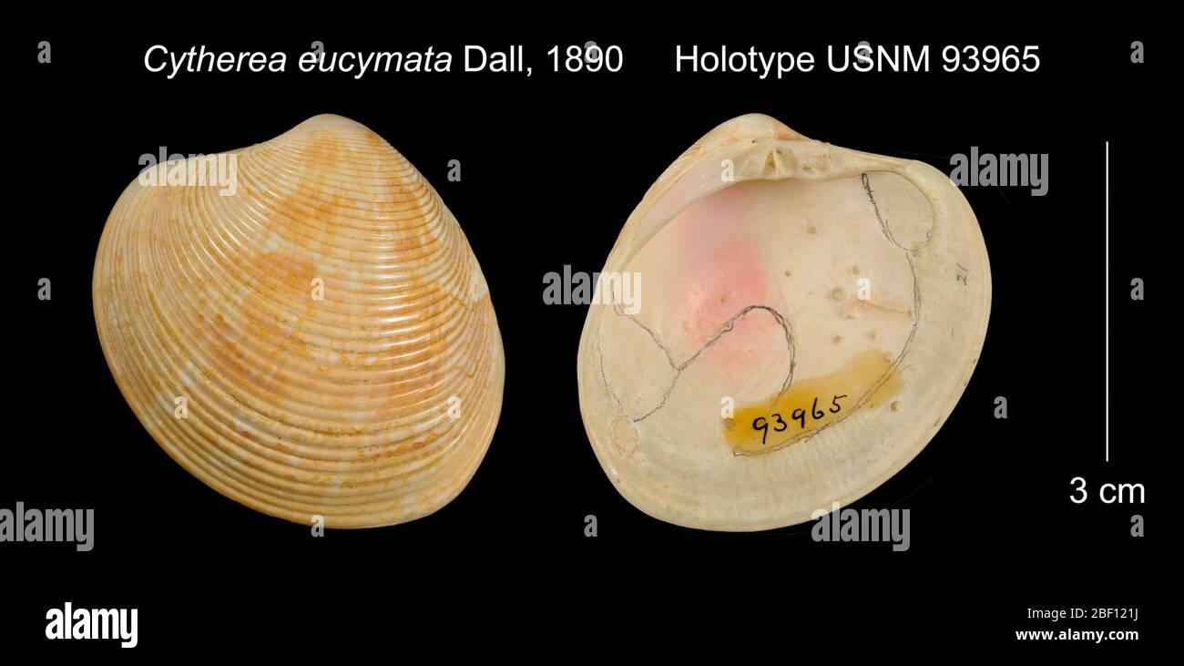 Cytherea hi-res stock photography and images - Alamy