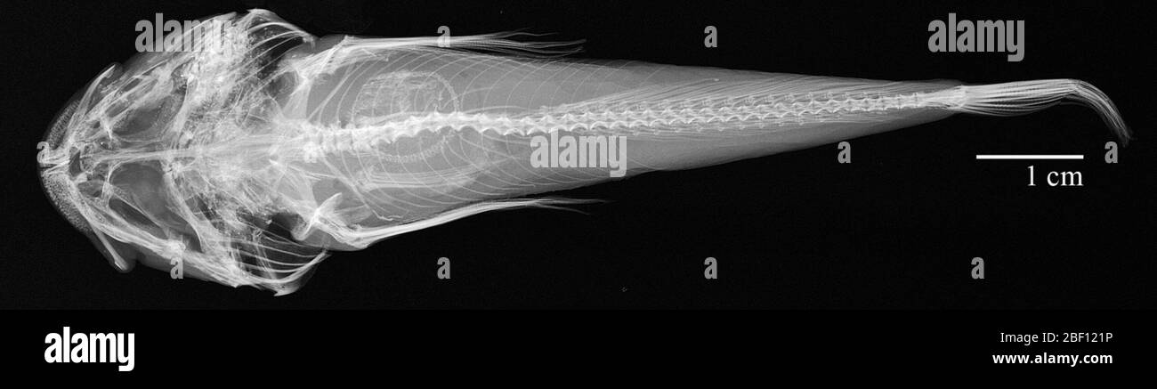 Cottus gulosus. 1018 Oct 201710 Stock Photo - Alamy