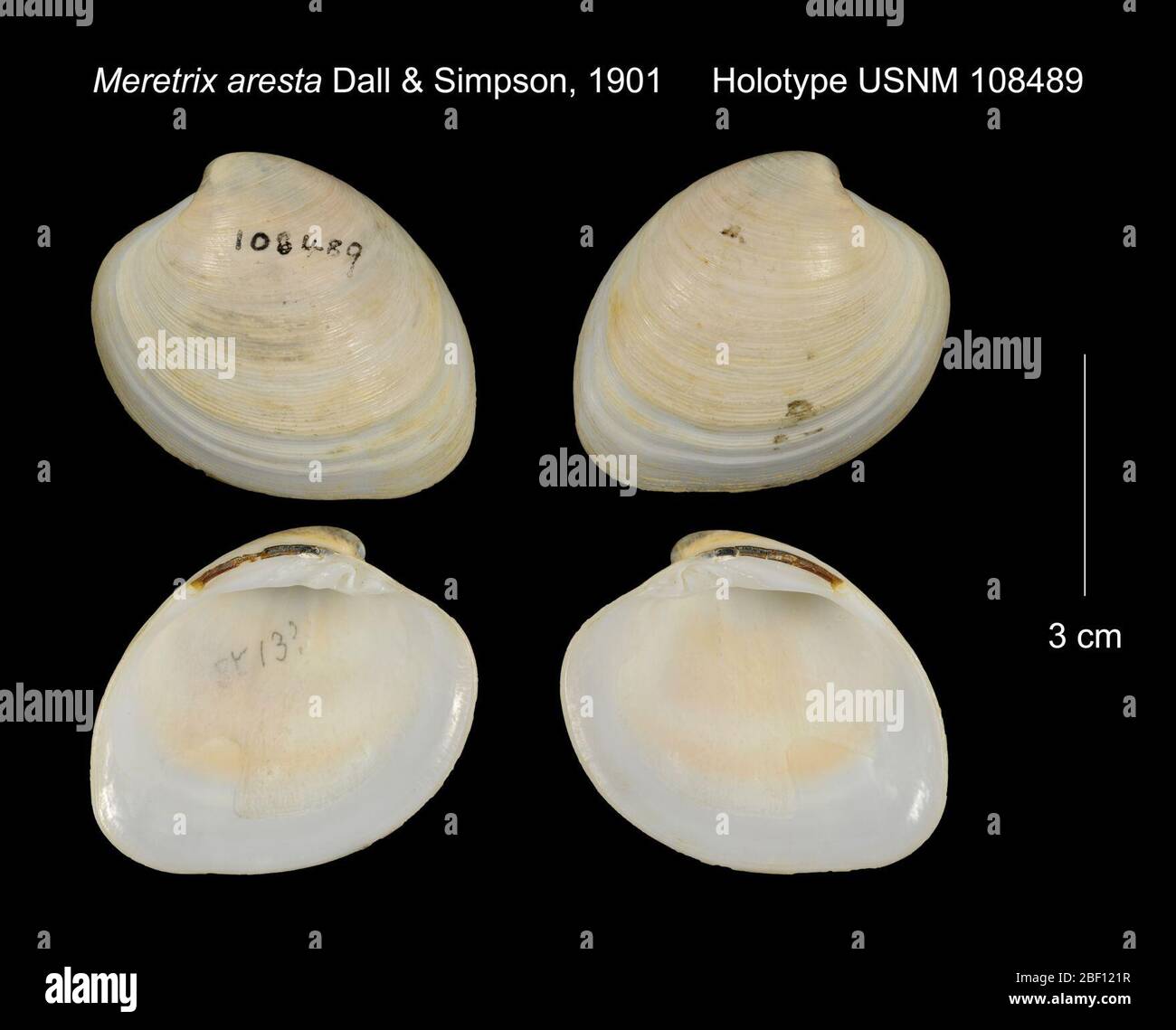 Meretrix hi-res stock photography and images - Alamy
