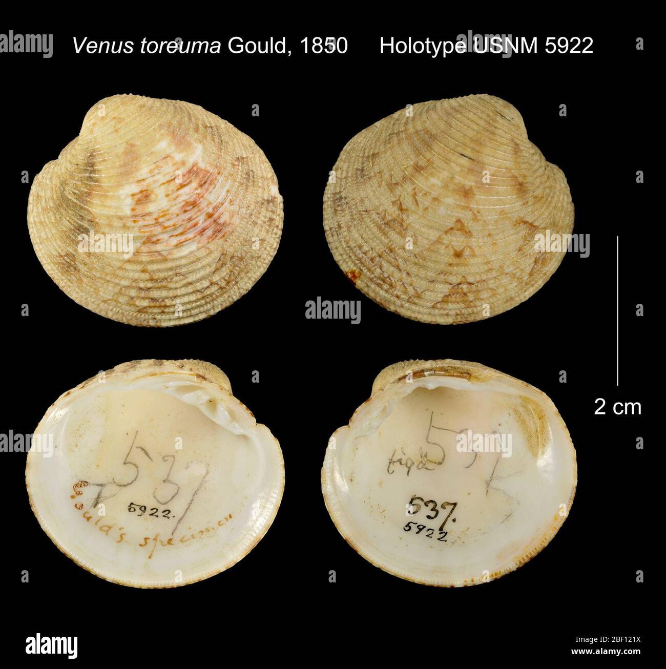 Venus toreuma. 20 Jan 20162 Stock Photo - Alamy