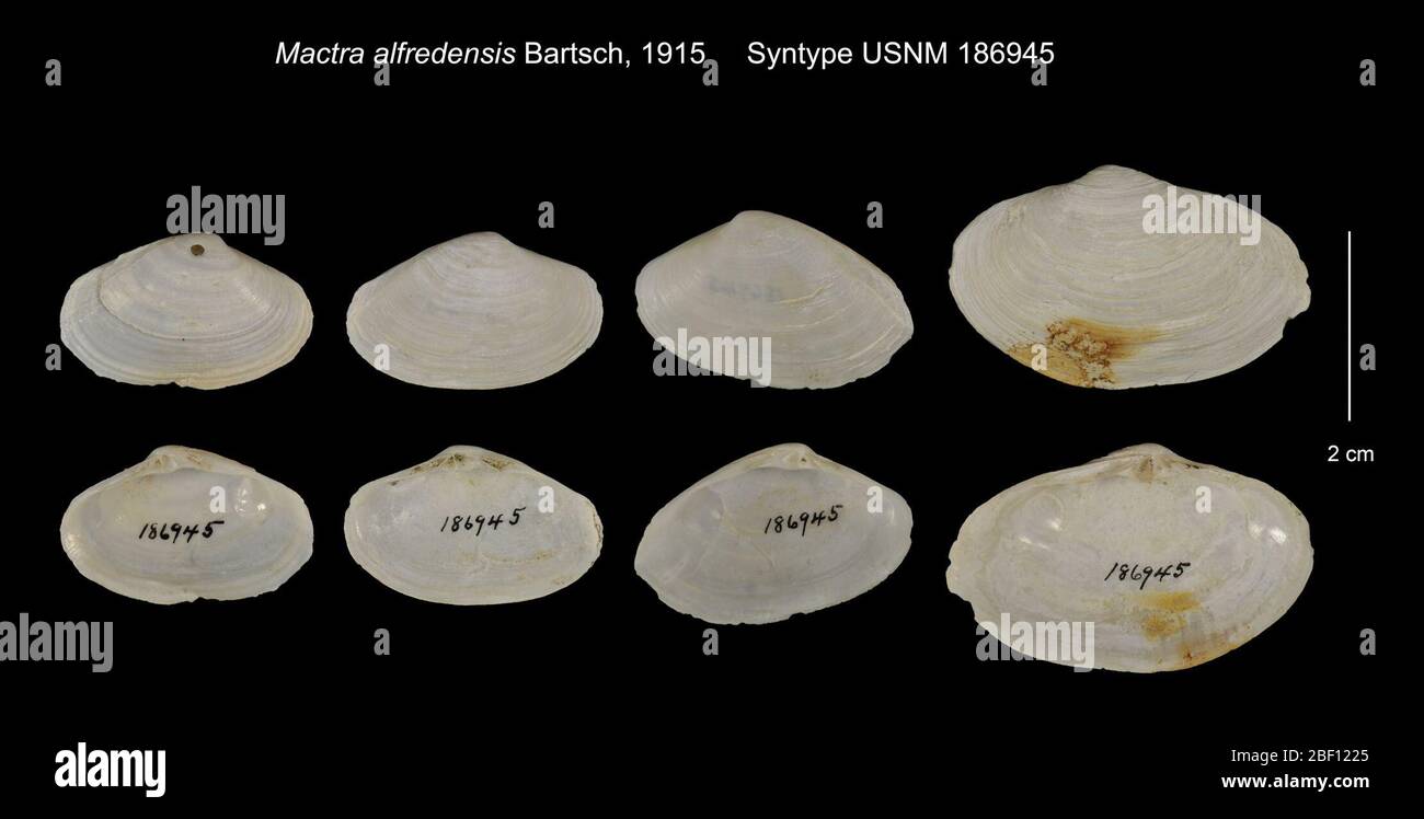 Mactra hi-res stock photography and images - Alamy