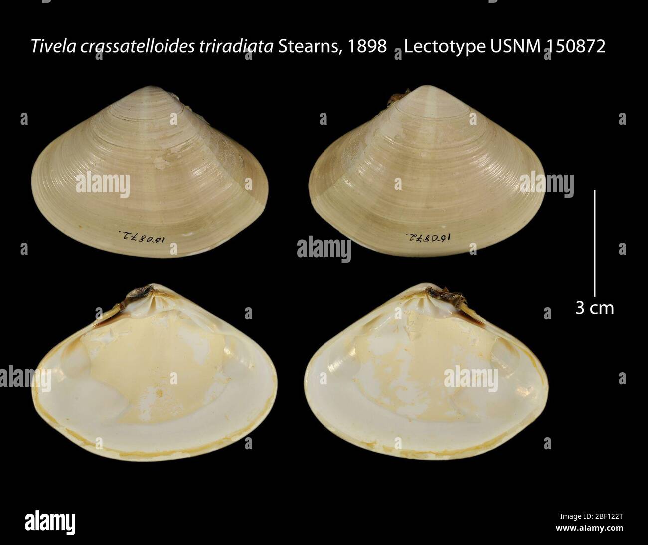 Tivela crassatelloides triradiata. 3 Mar 2016NOT REC.2 Stock Photo - Alamy
