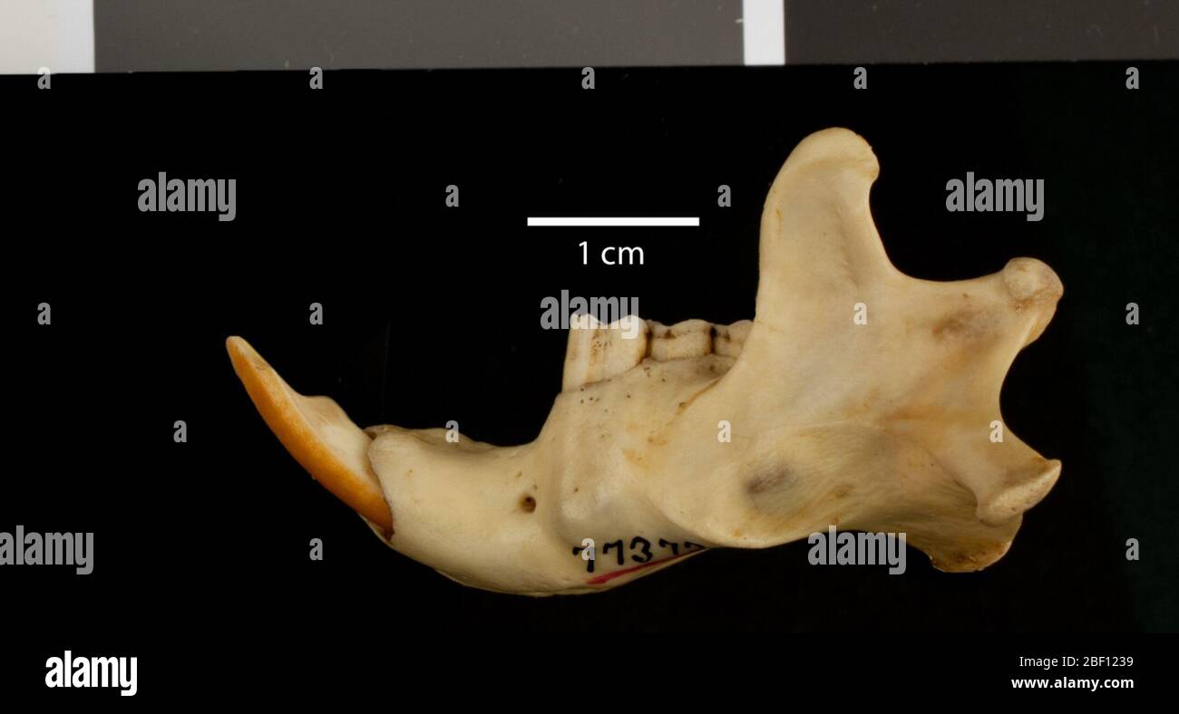 Aplodontia rufa pacifica. 19 Aug 20141 Stock Photo - Alamy