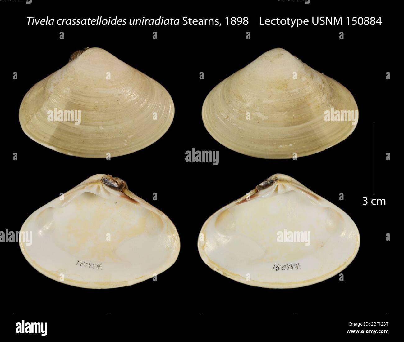 Tivela crassatelloides uniradiata. 3 Mar 2016NOT REC.2 Stock Photo - Alamy