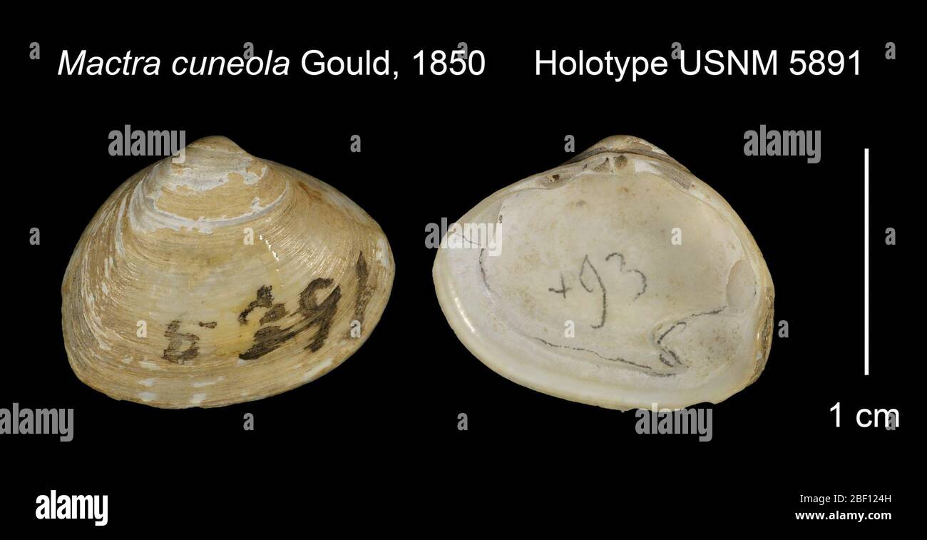 Mactra hi-res stock photography and images - Alamy