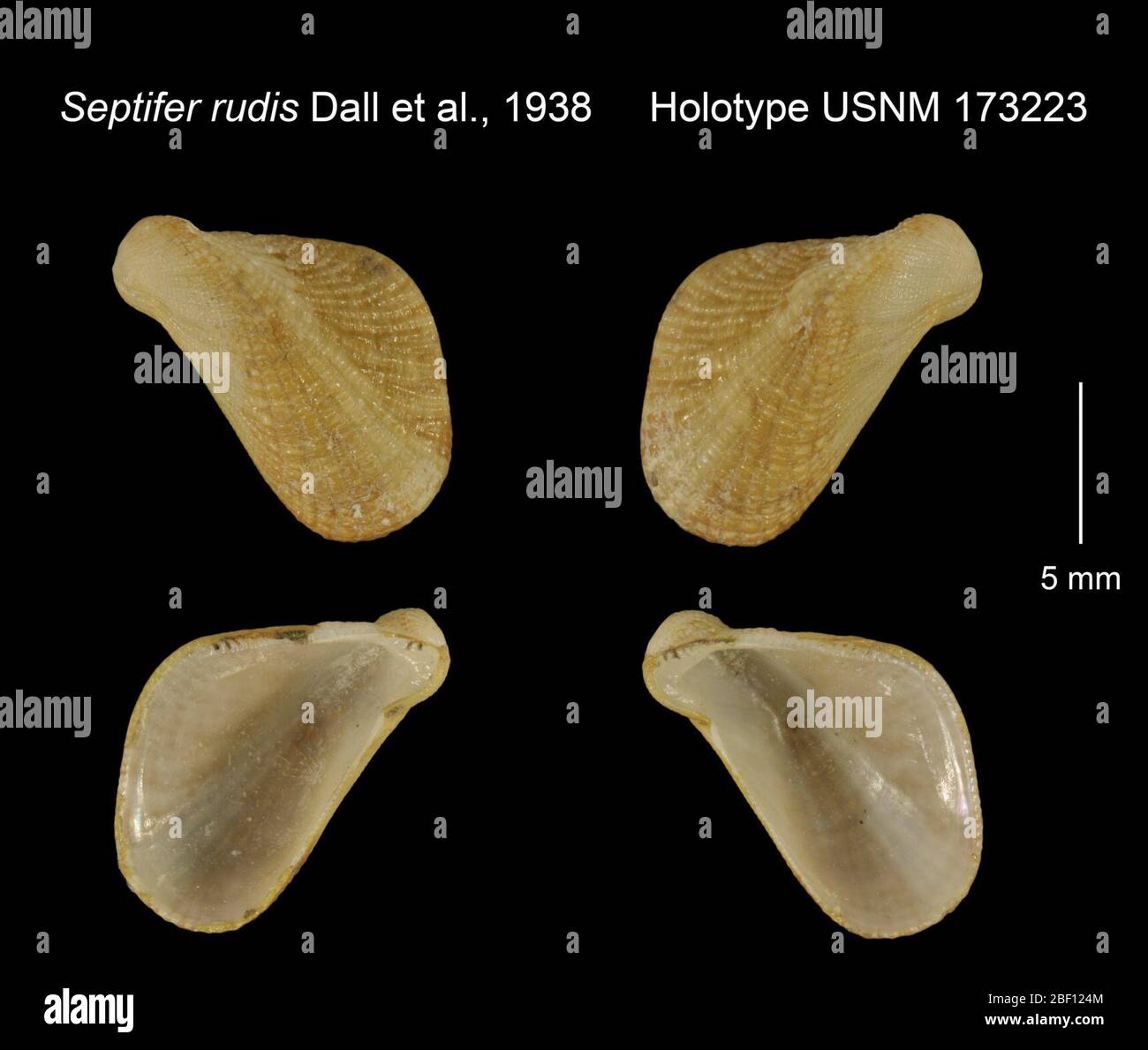 Septifer hi-res stock photography and images - Alamy