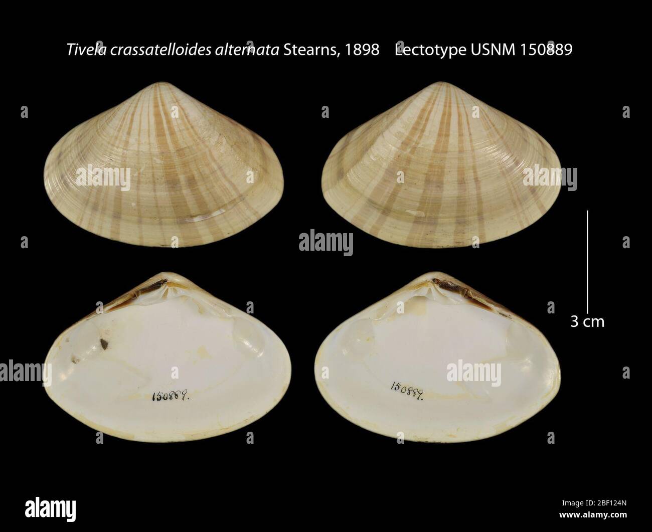 Tivela hi-res stock photography and images - Alamy