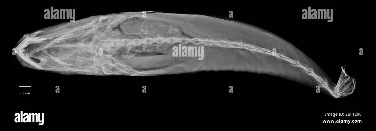 Lagocephalus hi-res stock photography and images - Alamy