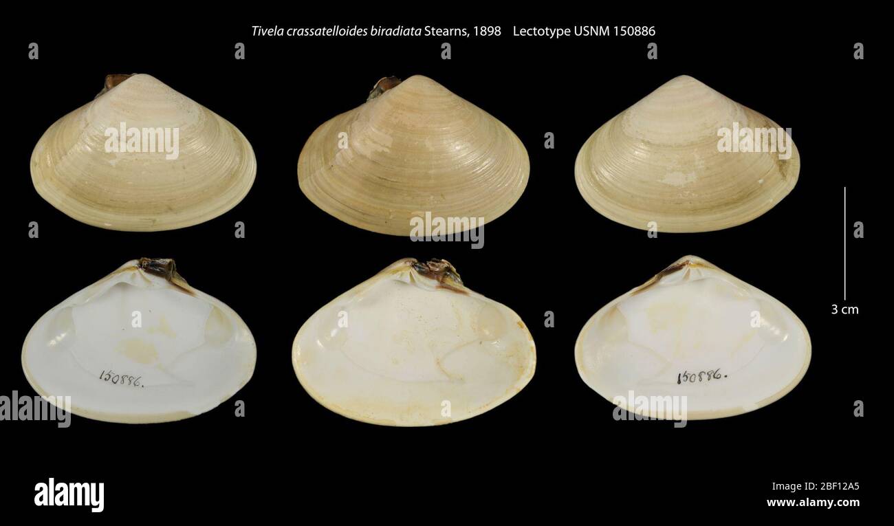 Biradiata hi-res stock photography and images - Alamy