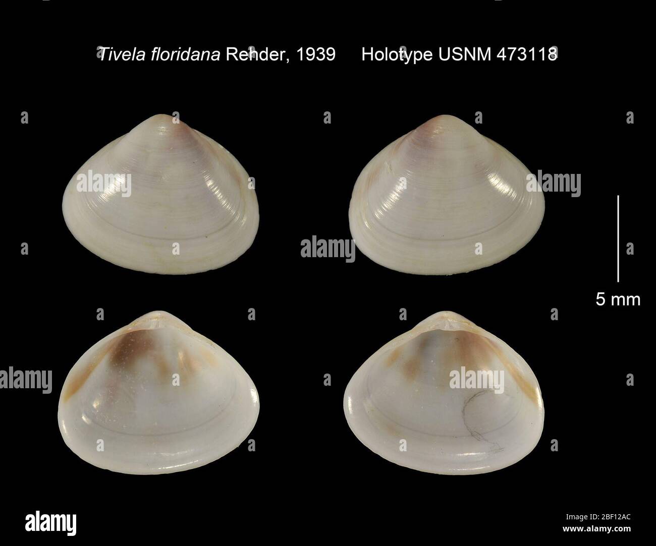 Tivela hi-res stock photography and images - Alamy