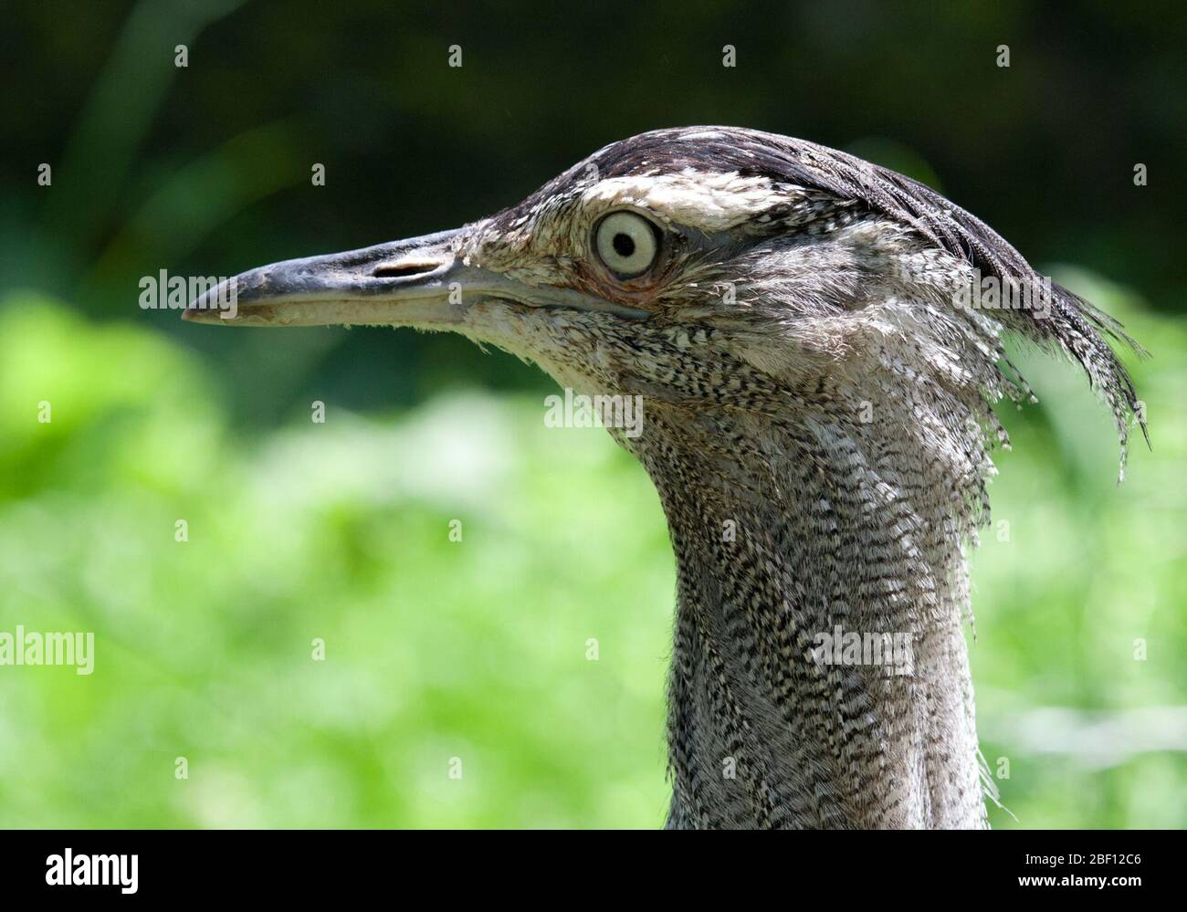 Animalia chordata aves gruiformes otididae ardeotis kori hi-res stock ...