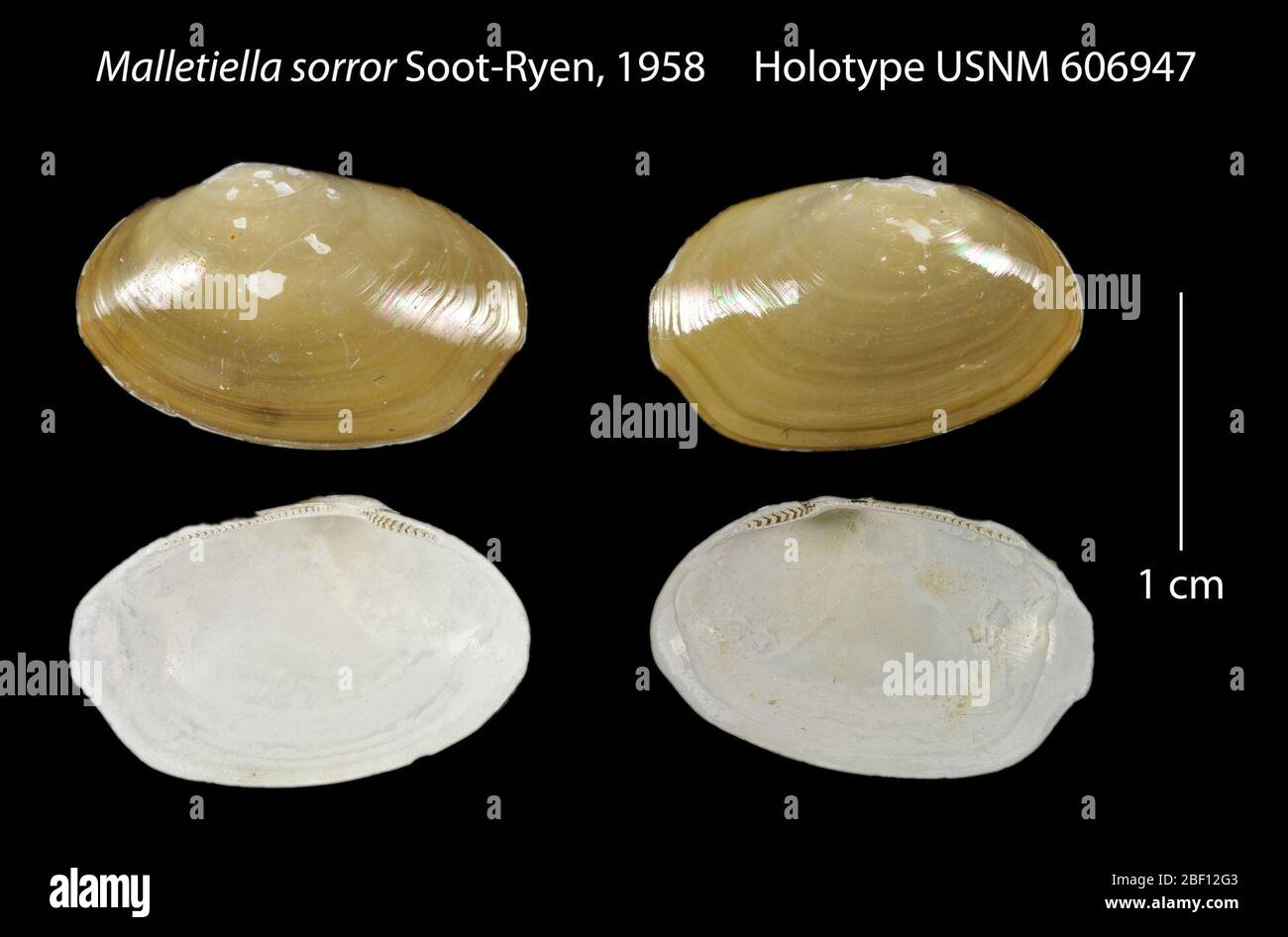 Sorror hi-res stock photography and images - Alamy